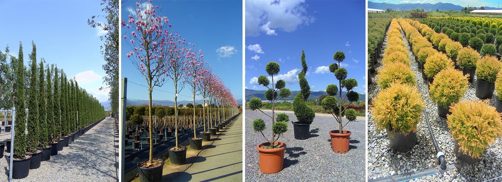 Zini Piante vivai piante pepinieres baumschuler nurseries Pistoia